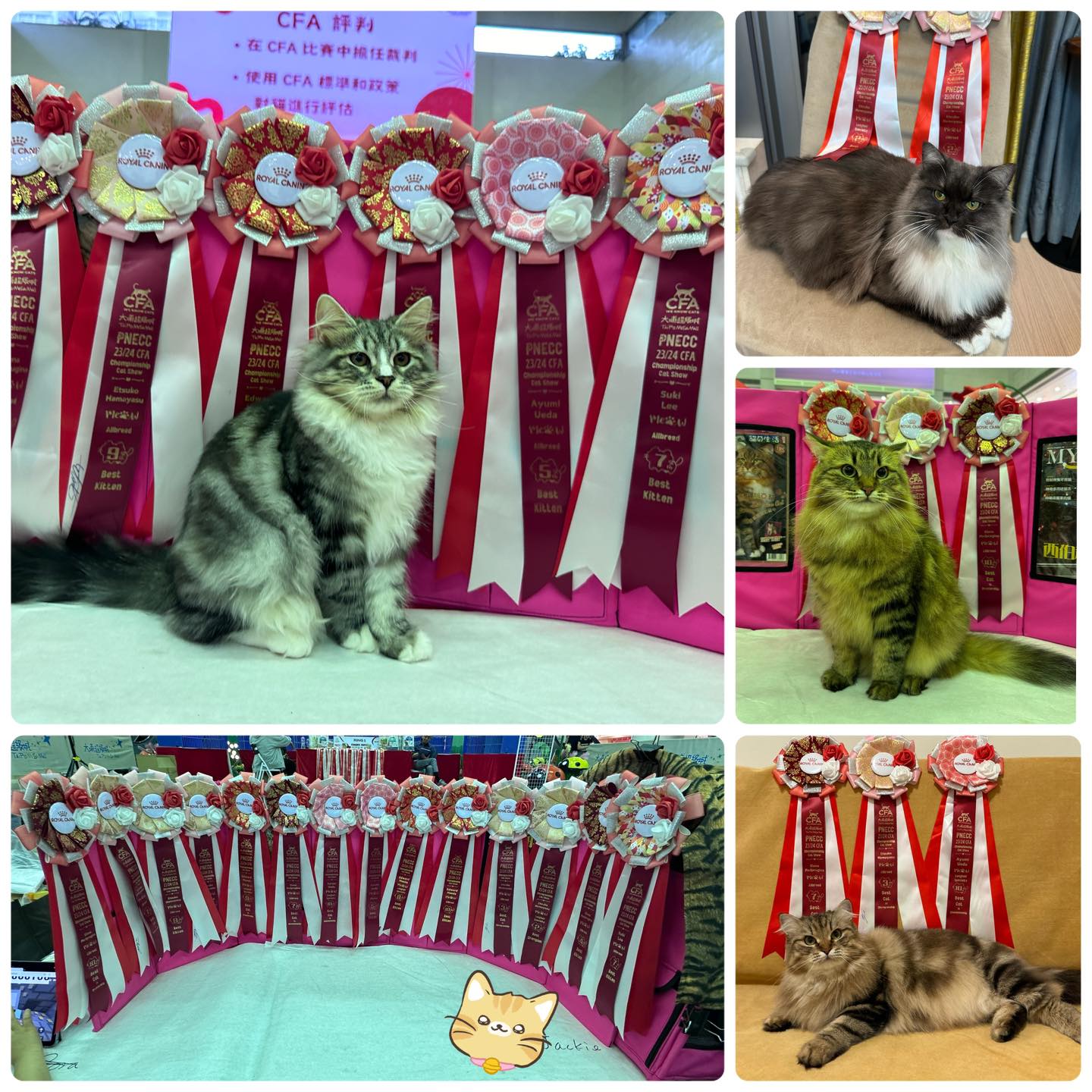 Cat Show in Shopping Mall - The Alkie Siberian Cattery in HK